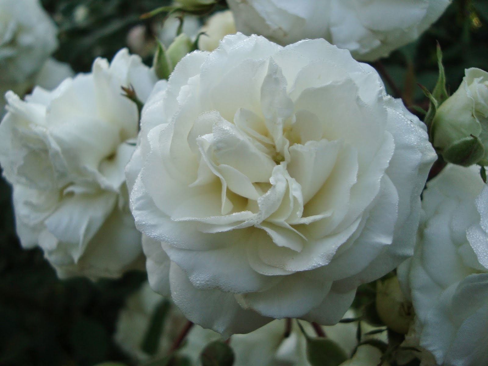 Passionnément jardin: Une rose... un rosier.... Midsummer Snow