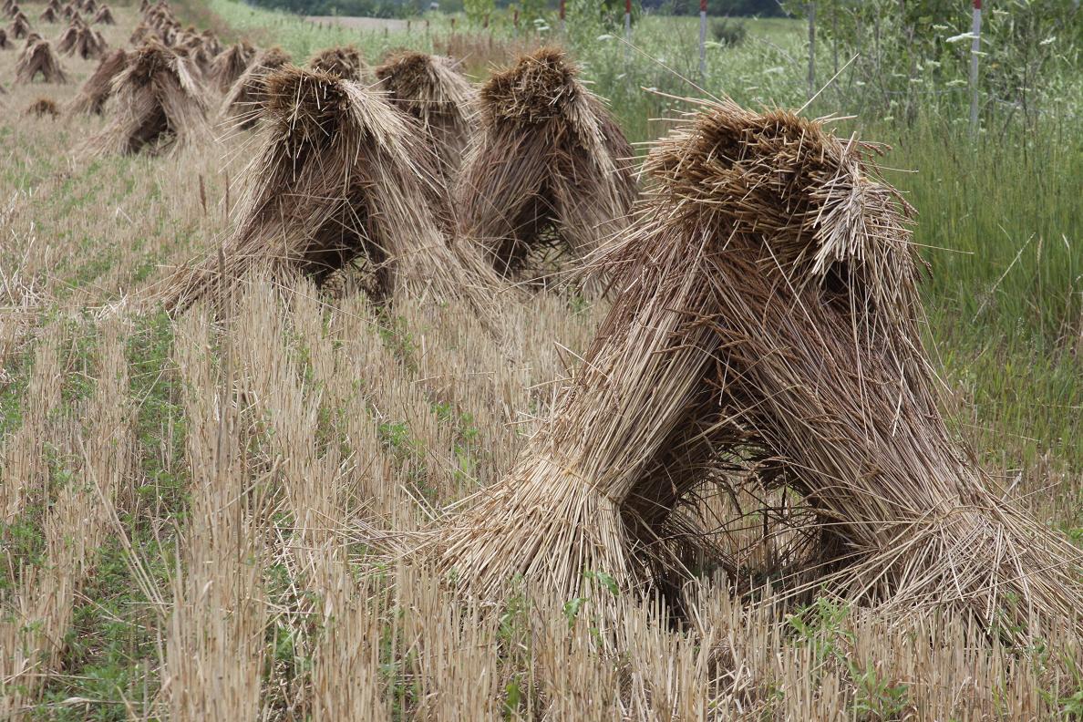 Michigan Exposures Wheat Sheaves Again michigan-exposures-wheat-sheaves-again