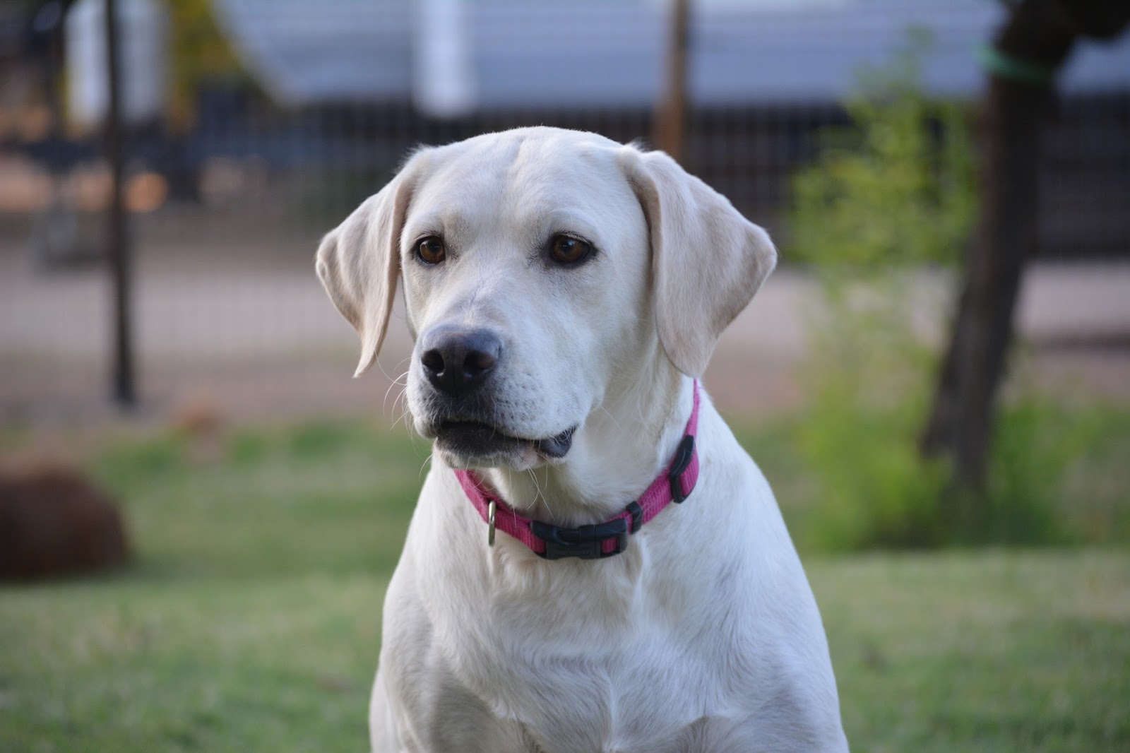 Cozy Acres Farm : Labrador Retriever Parents