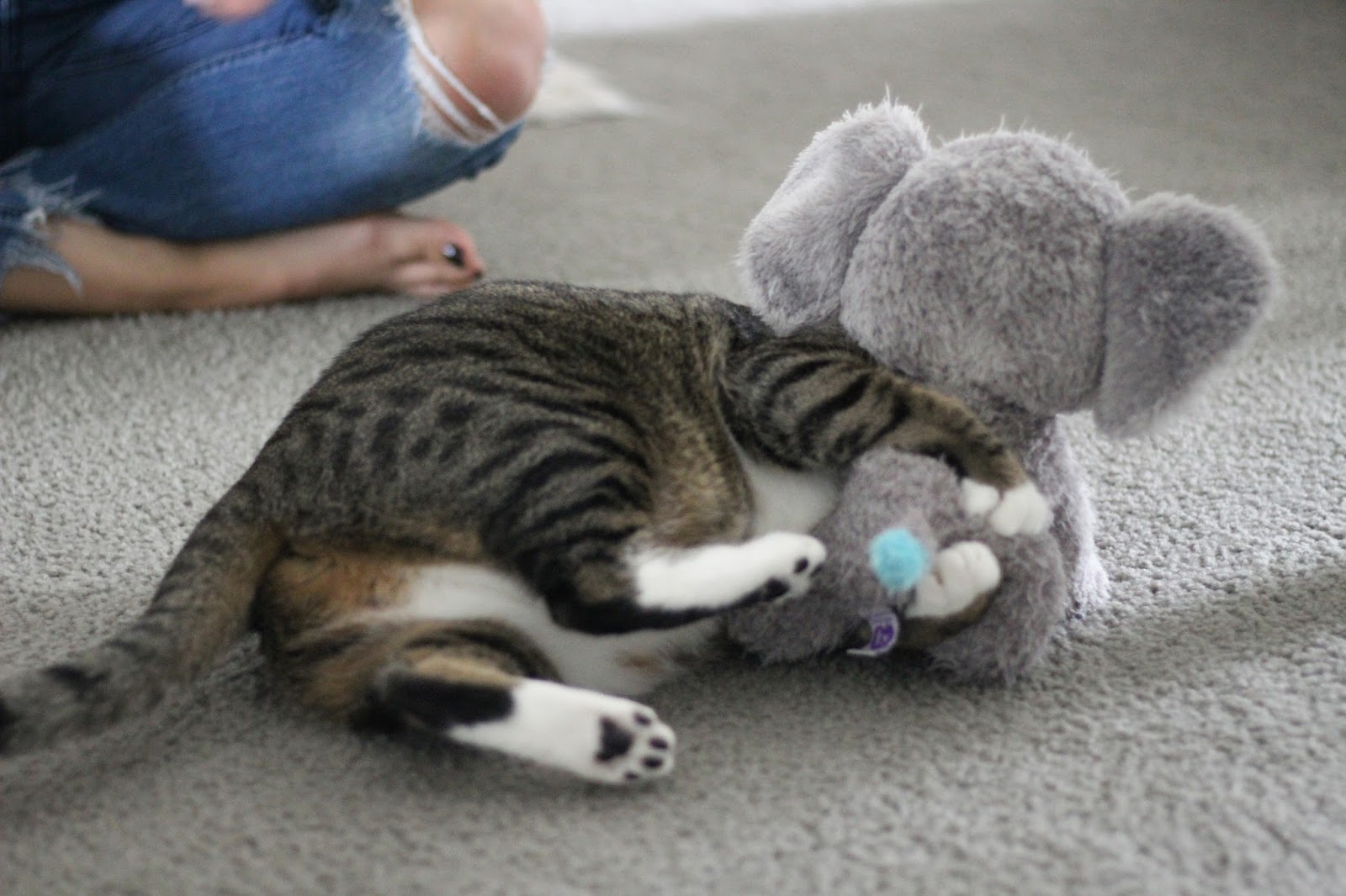 THREE WAYS TO SPOIL YOUR KITTY | A Classy Fashionista