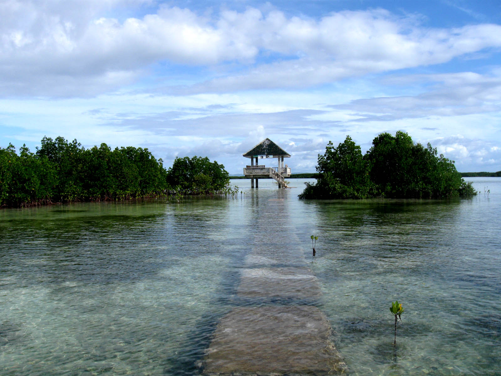 maiabird's brain: Olango is Love!