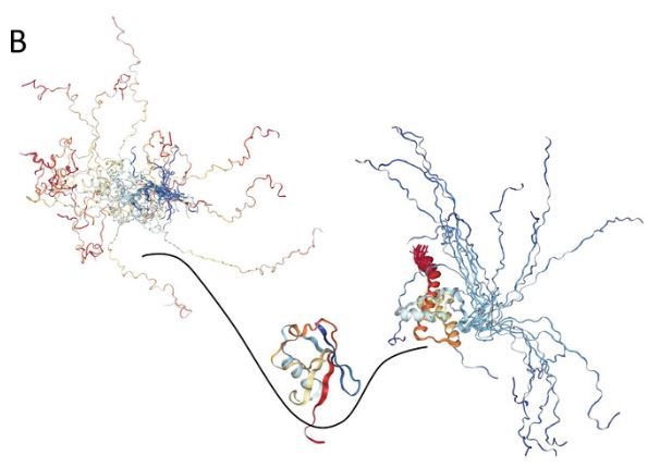 News in Proteomics Research: Intrinsically disordered proteins!