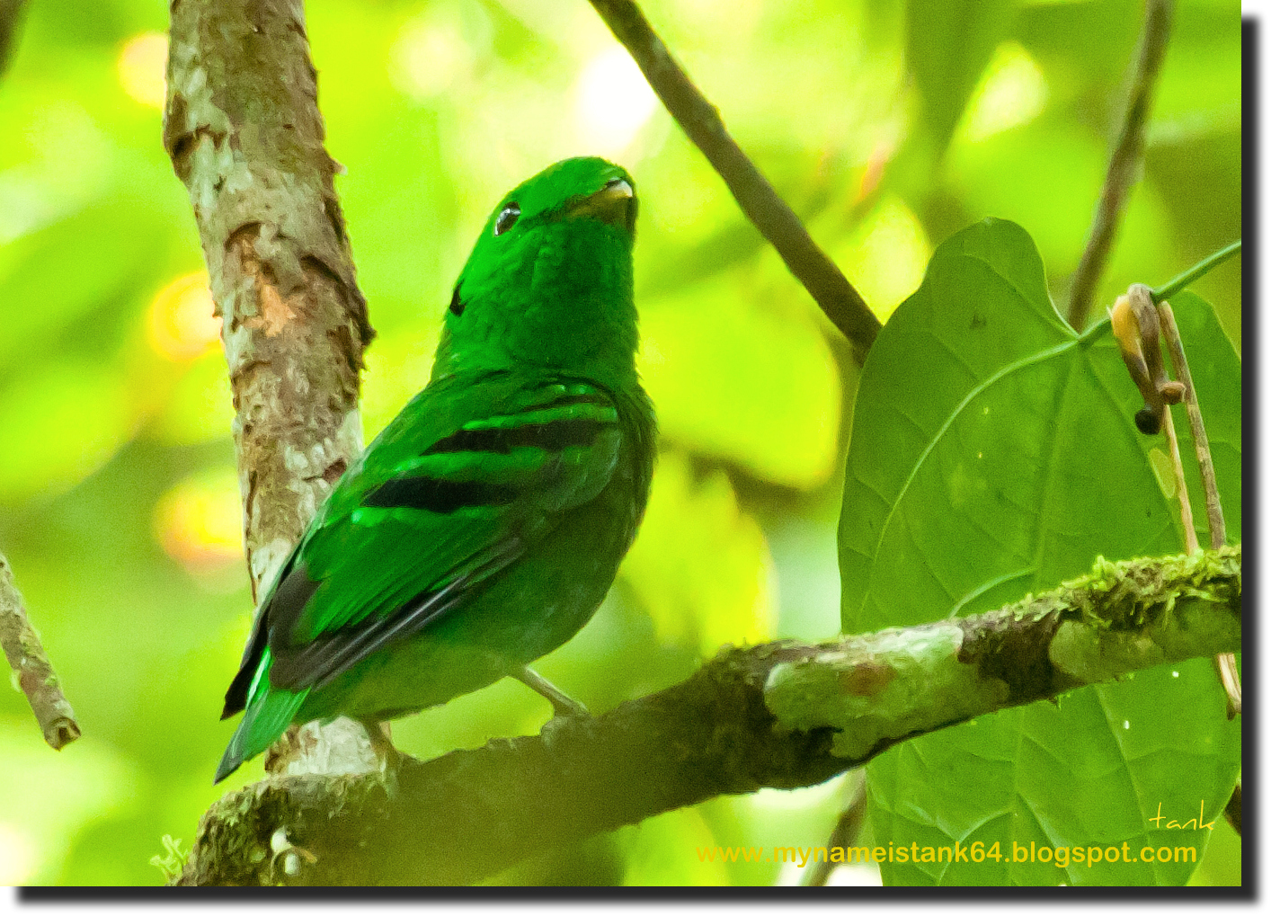 Birds of Malaysia @ mynameistank64: Green Broadbill (Calyptomena viridis)