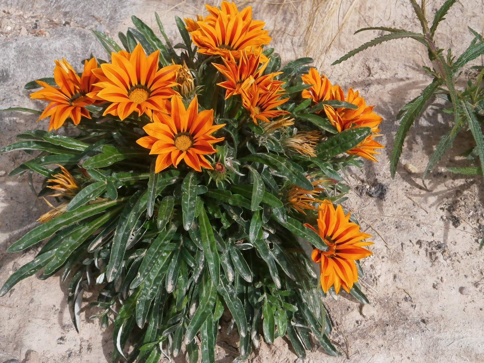 HERBARIO VIRTUAL DE BANYERES DE MARIOLA Y ALICANTE: Gazania splendens ...