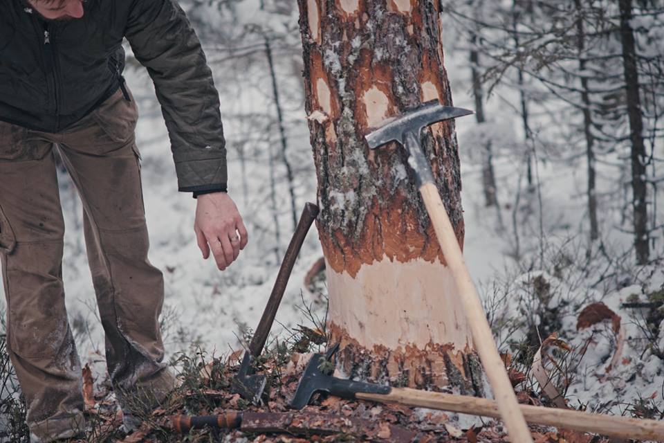 挪威樹皮環切技術 Ringbarking in Norwegian | 樹沃客樹藝