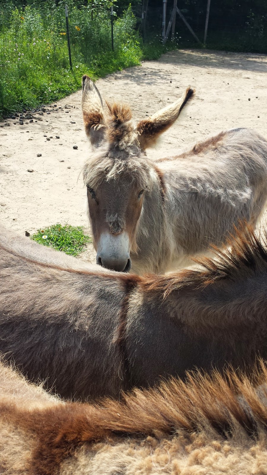My Miniature Donkeys: Donkey Dreads, Gone