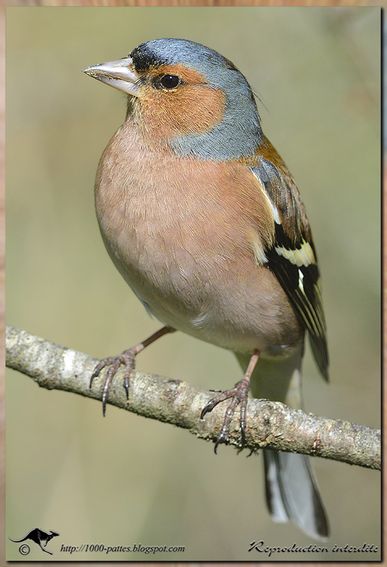 WILDLIFE GATEWAY: Le Pinson des arbres