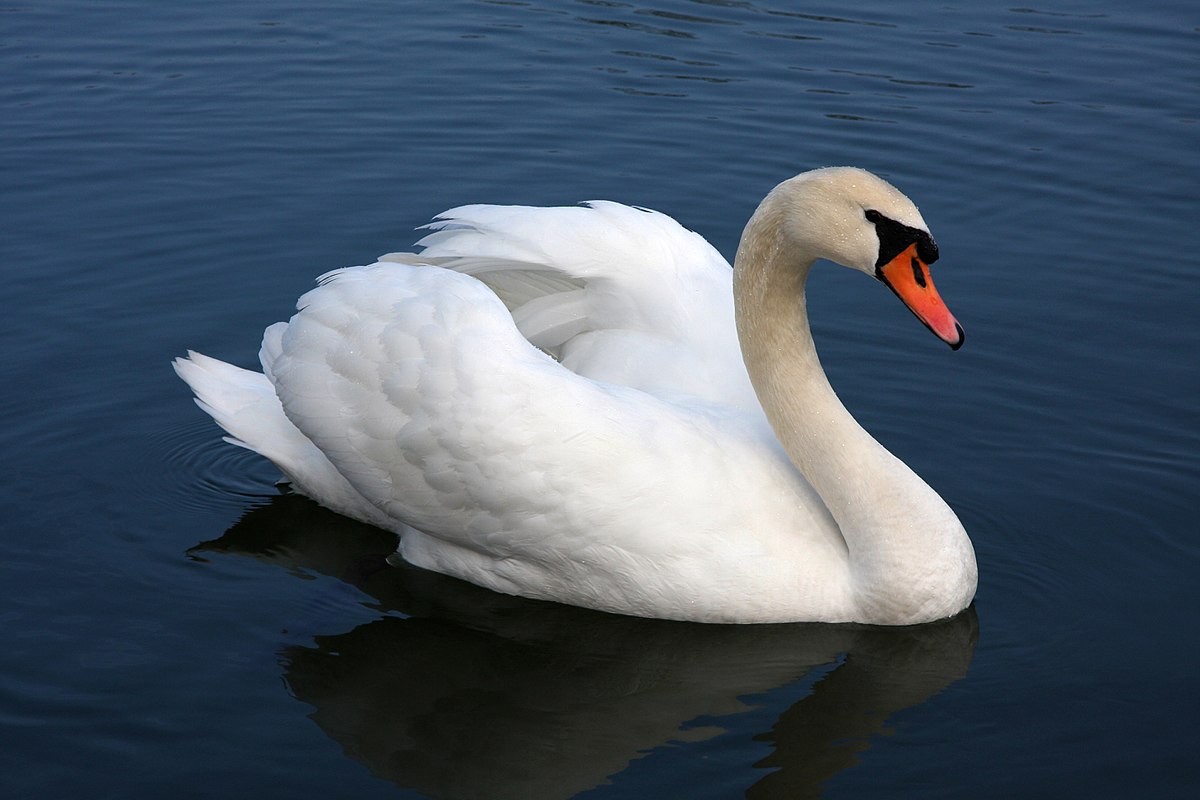 Largest Living Bird: Mute Swan |MyRokan