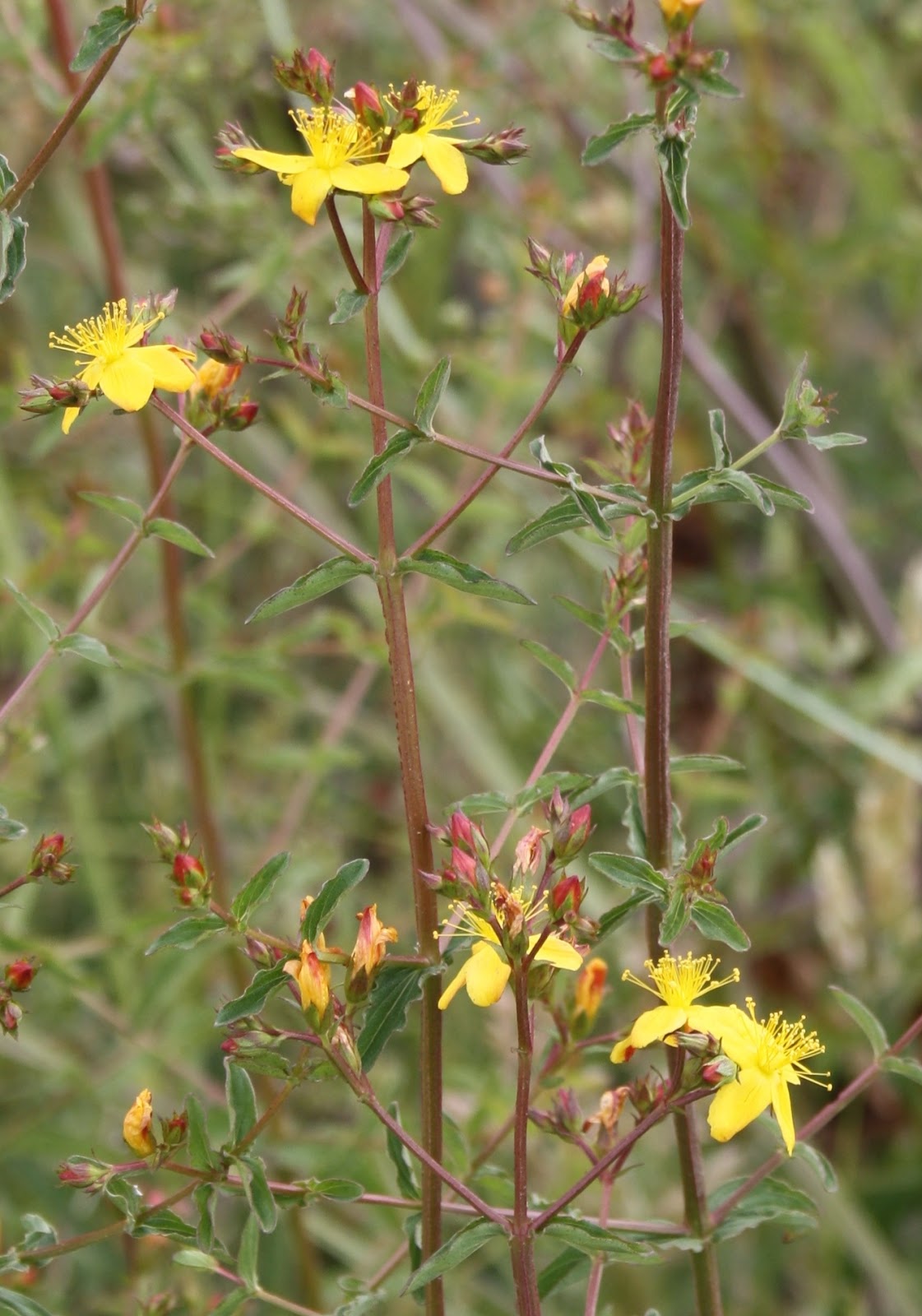 Plantas: Beleza e Diversidade: Hipericão-bravo (Hypericum undulatum)