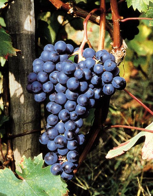 The V.I.P. Table: Dolcetto: A Perfect Anyday Wine