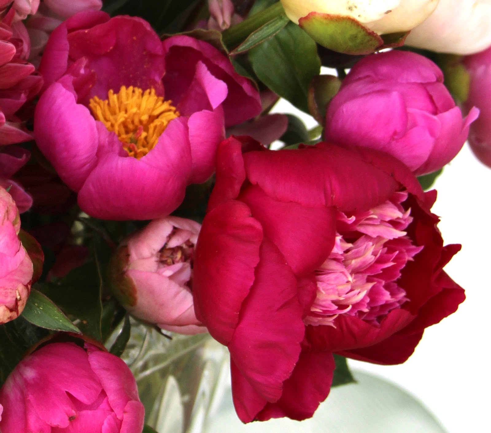 EARLY PEONIES FOR SPRING ARRANGEMENTS - Extra long-lasting in the vase ...