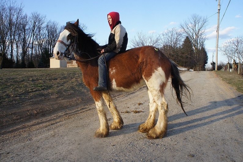 The Ethics of Equine Rescue: The Roach Backed Clyde - A Win for the ...