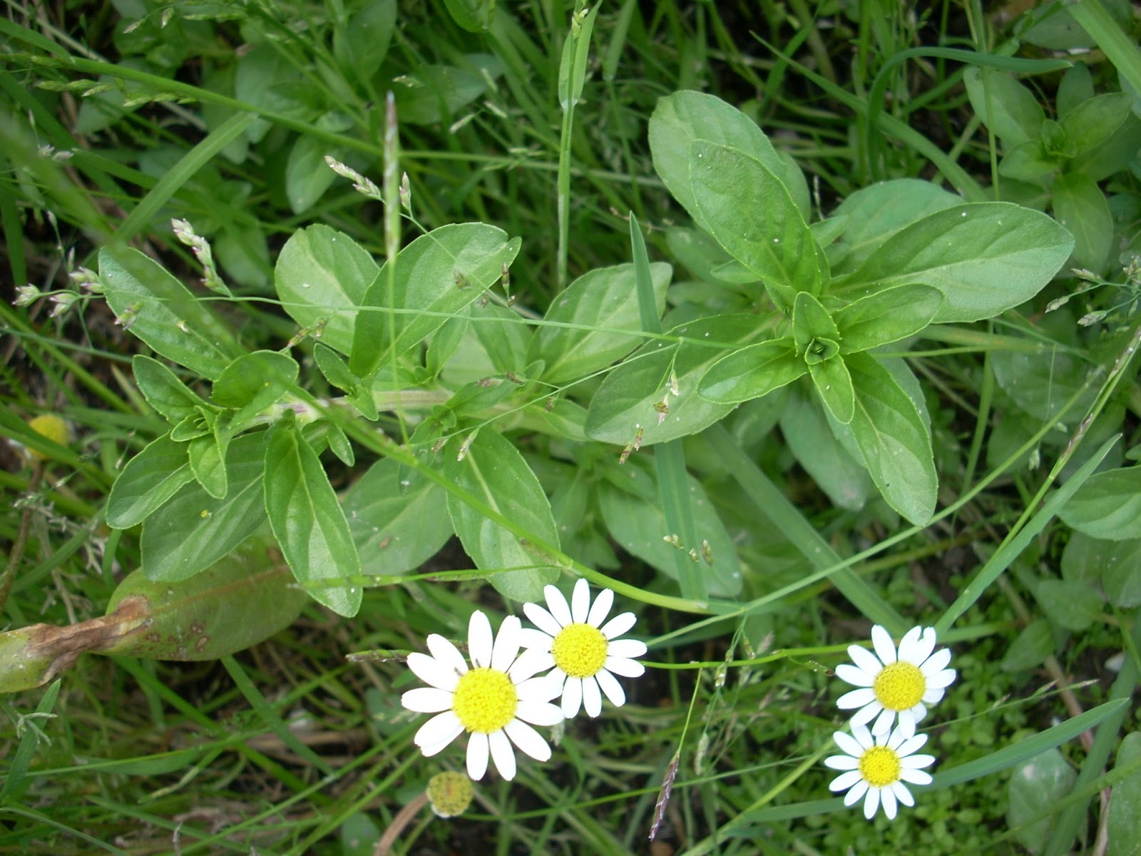 Montehermoso Natural: Poleo (Mentha pulegium)