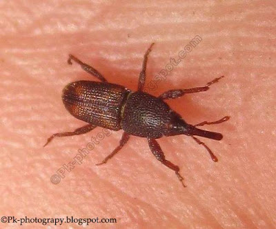 Maize Weevil | Nature, Cultural, and Travel Photography Blog