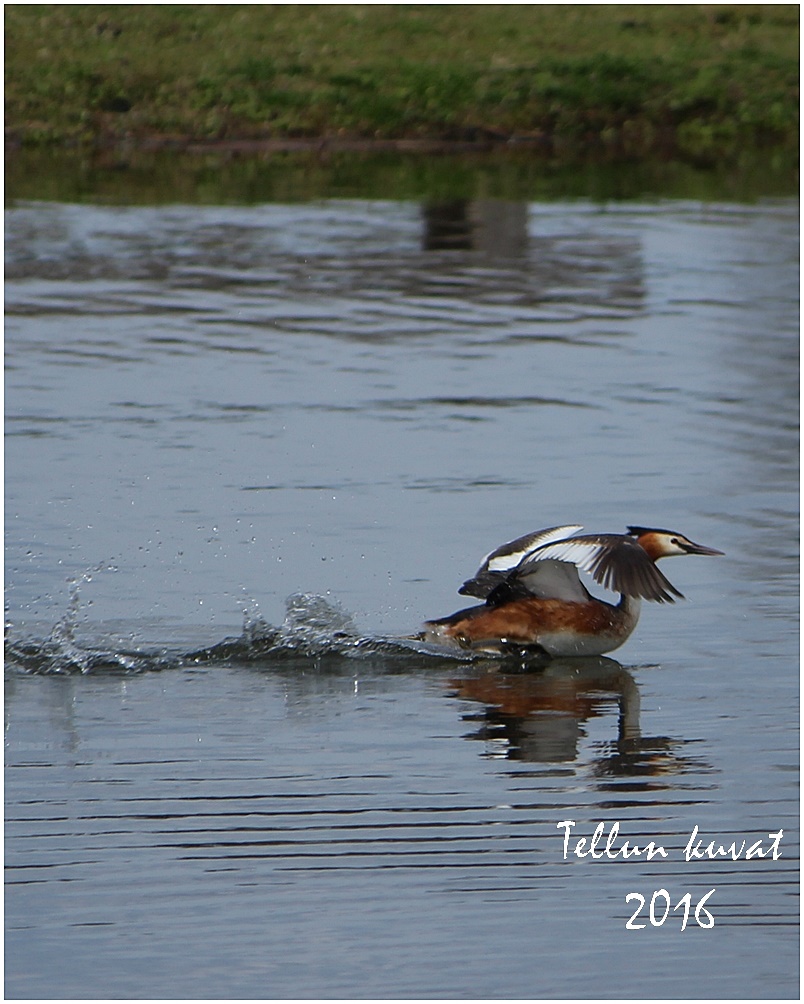Jälleen lintuja kuvaamassa