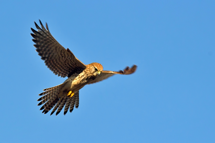 l'Ephémère: Le vol du faucon