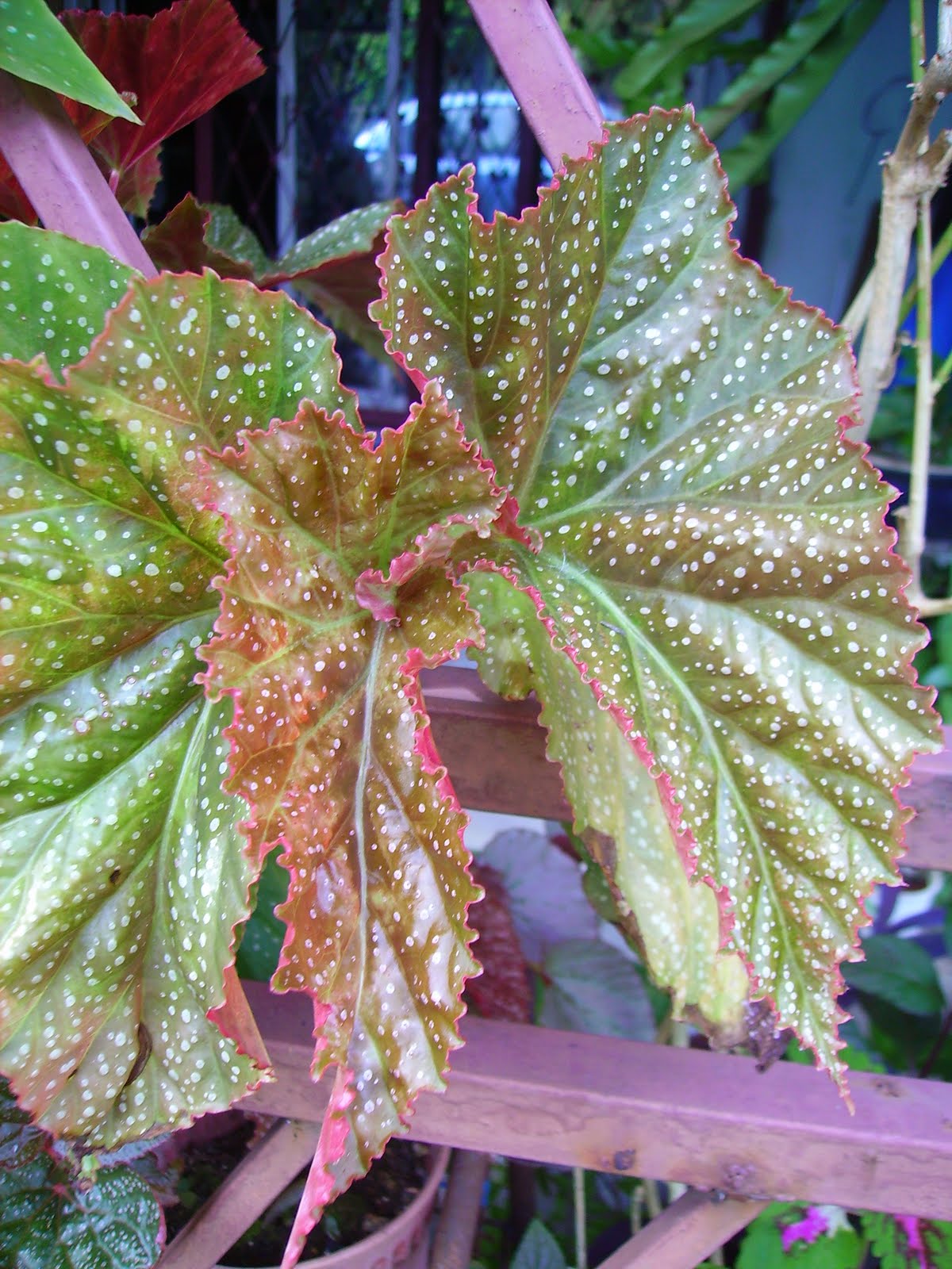Garden Chronicles of James David: Begonia Species