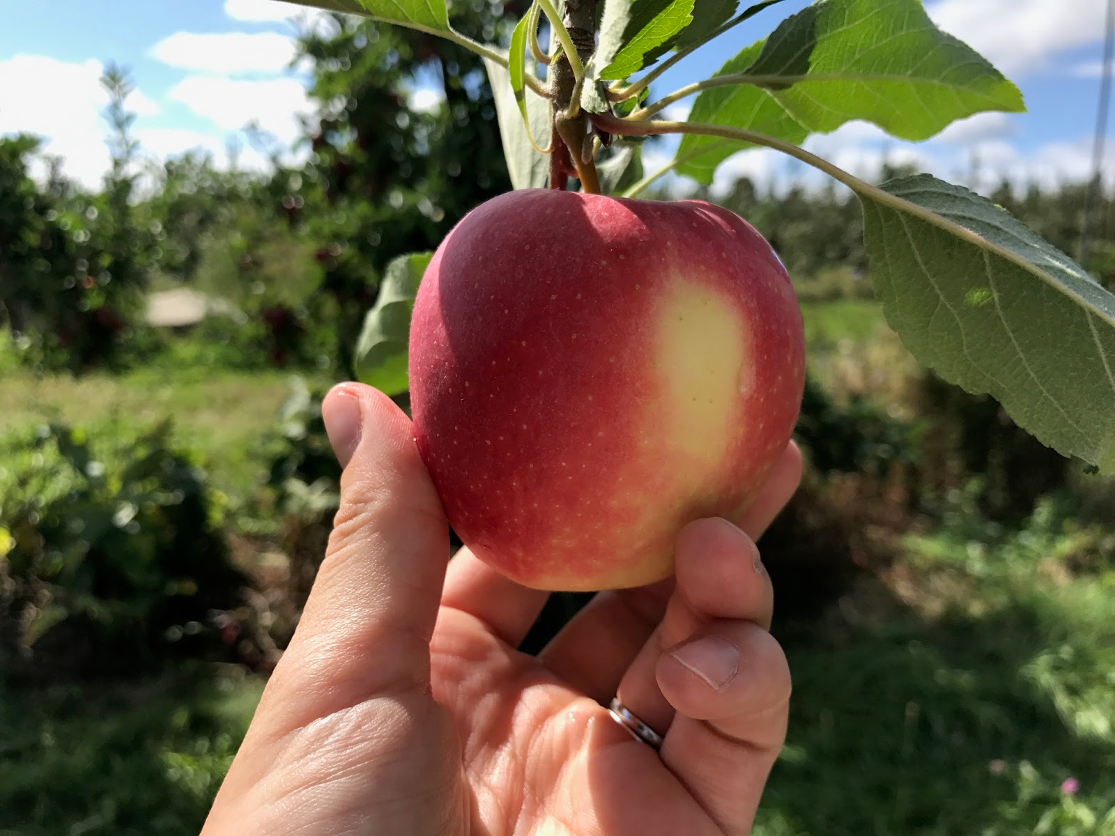 appledale orchards - Loving Life Moore