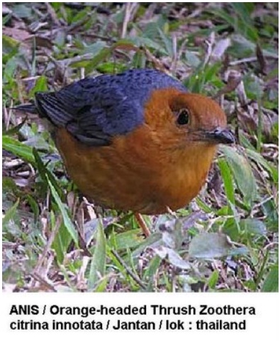 Jenis - Jenis Anis Merah - Trend burung