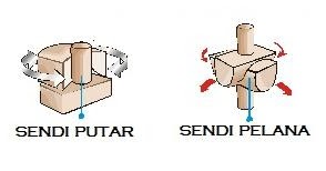 Pengertian Sendi Pelana dan Sendi Putar - simpleNEWS05