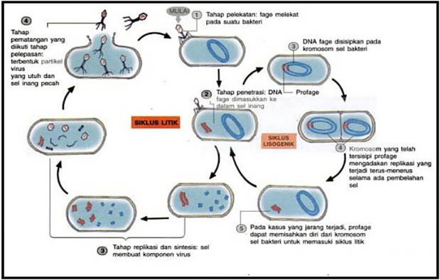 VIRUS - ILMU BIOLOGI