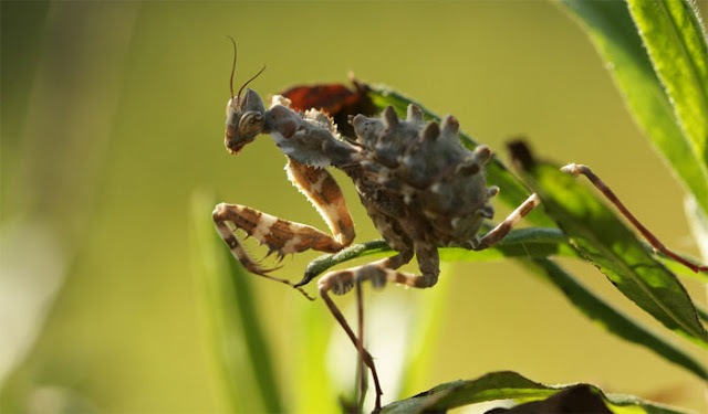 King of Mantis.(10 Pictures)