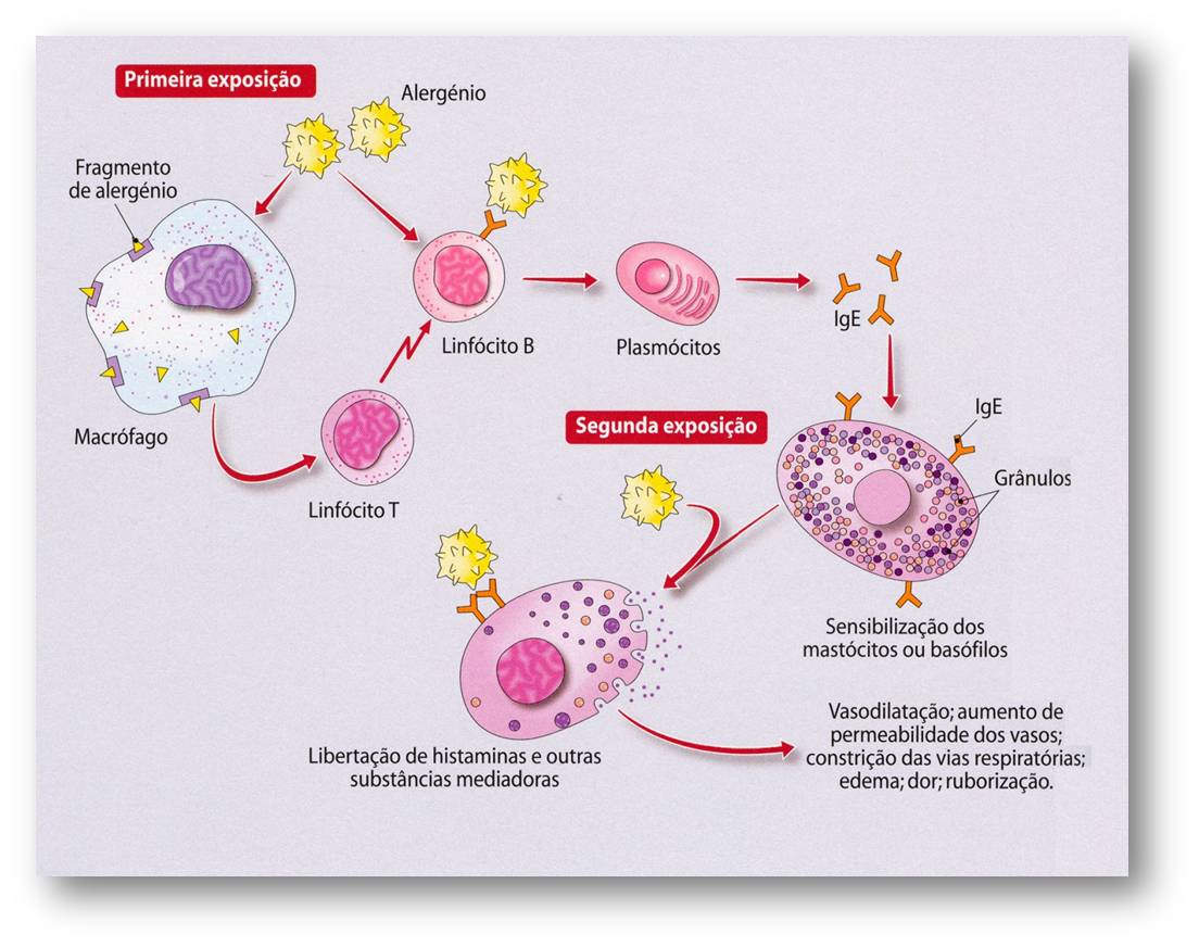 os mastócitos e basófilos