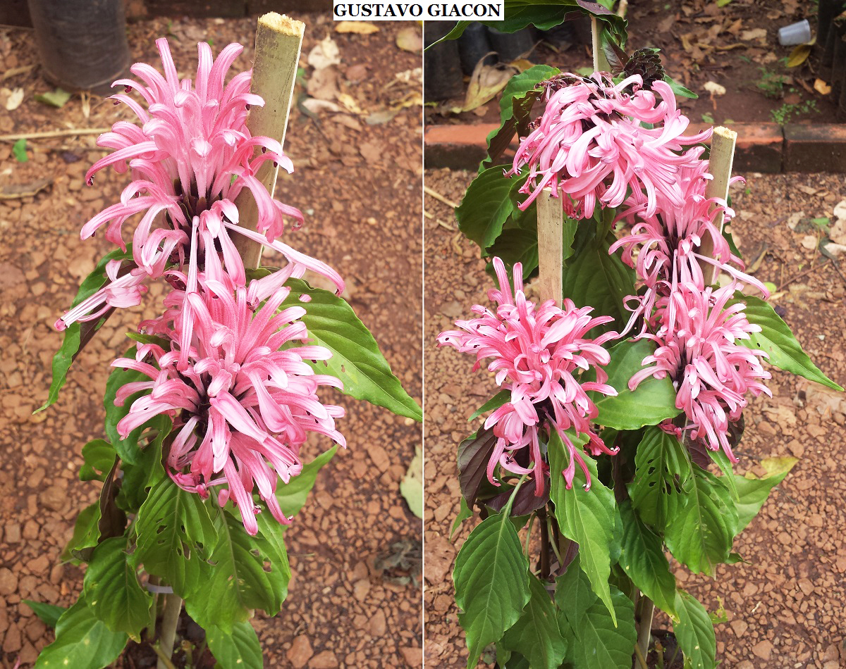 Viveiro Ciprest - Plantas Nativas e Exóticas: Jacobínia ou Justícia ...