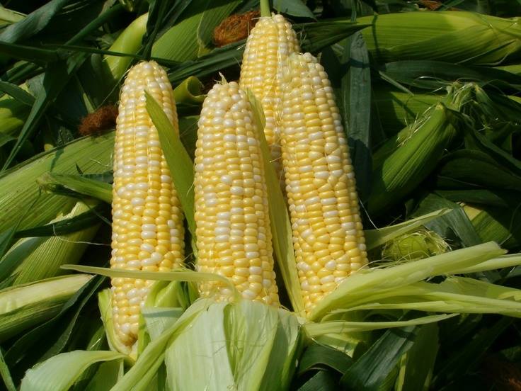 Rockin' the Kitchen: Iowa Sweet Corn Gets Some Latin Lovin'