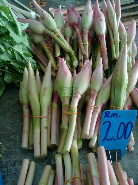 Under The Angsana Tree: Bunga Kantan, Not The Same As Galangal