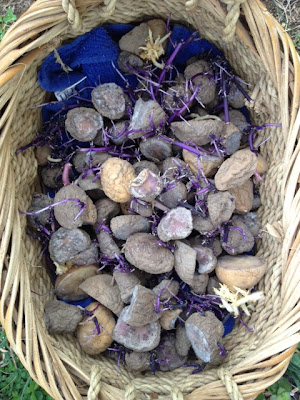 Creative State of Mine: Tubers in tubes--growing lots of potatoes in ...