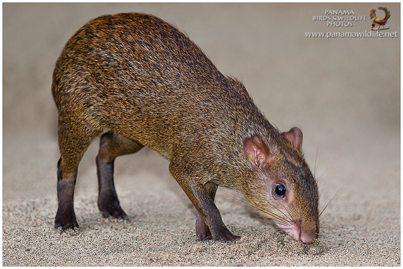 Coiba Island and National Park wildlife photography (pt. 2)
