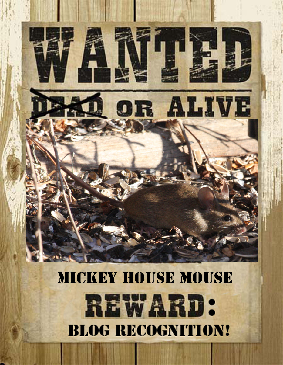 Fur & Feathers 500 - a Canada Big Year for Birds and Mammals: Fur and ...