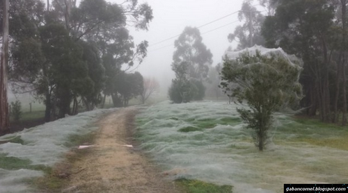 Jom Saksikan Keindahan Taman Diseliputi Sarang Labah labah. - Gaban Comel