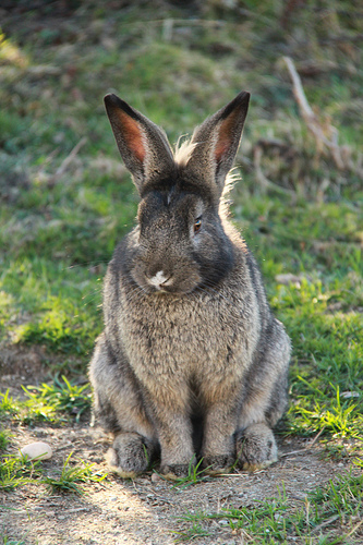 Behind the French Menu: Lapin - Rabbit on French Menus.
