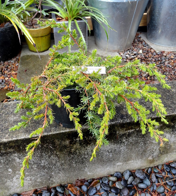 danger garden: Juniperus conferta 'Blue Pacific' is my favorite plant ...