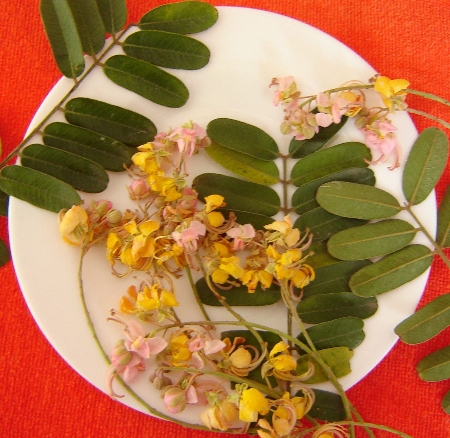 v e r d e c h a c o: Carao / Cañadonga