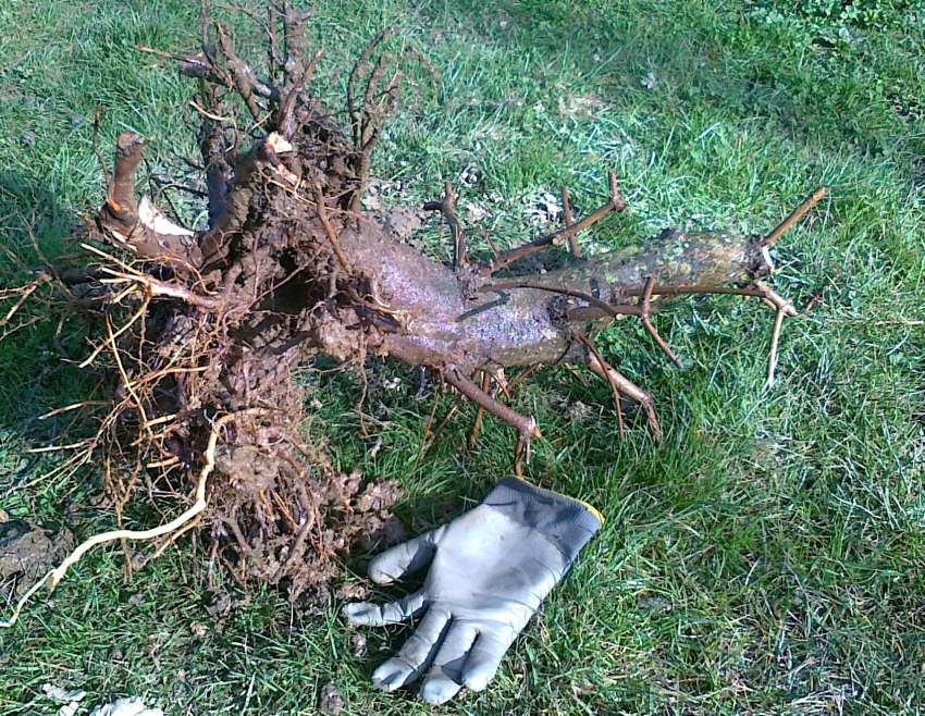 BONSAI ZRINSKI ADRIAN HORVAT: POLJSKI JAVOR - KLEN - ACER CAMPESTRE
