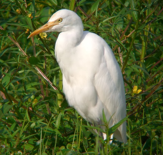 BIRDING - Kyoto, Kansai and Japan: egrets