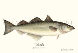 Animals World And Zoo: Pollock FIsh Photos Pictures Images And Biographytos