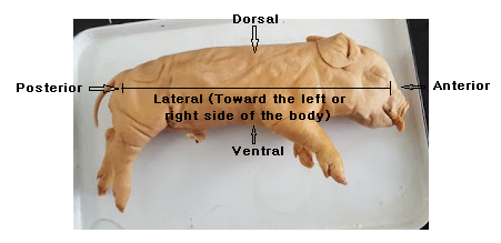 MHR, Bio11, Unit 4. Ch 12. Dissecting a Fetal Pig 아기 돼지 해부