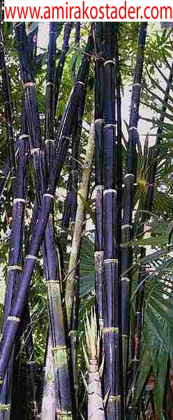 Jenis-jenis Bambu yang ada Indonesia - LingkaranDunia