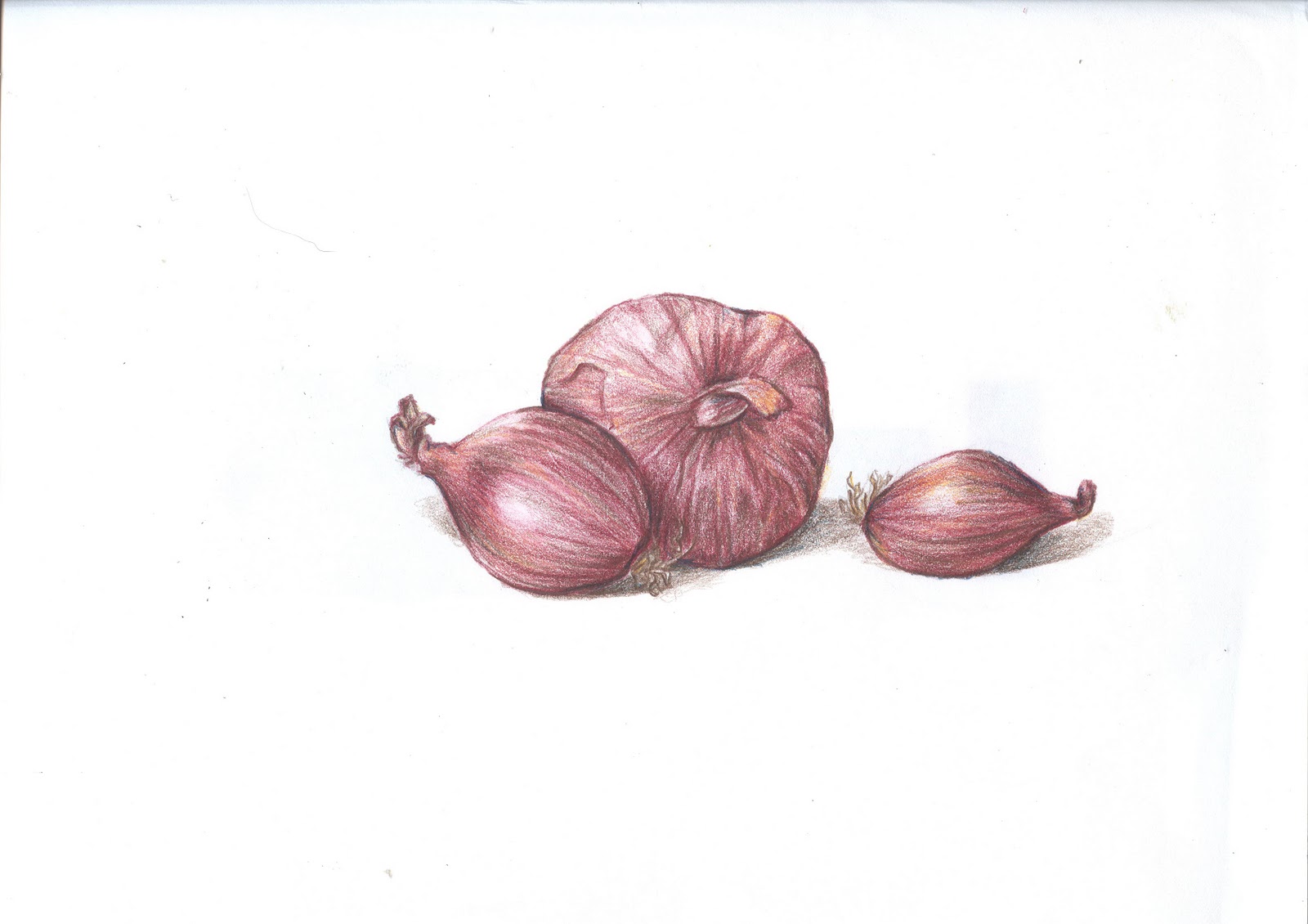 Jessie's Art: Shallots