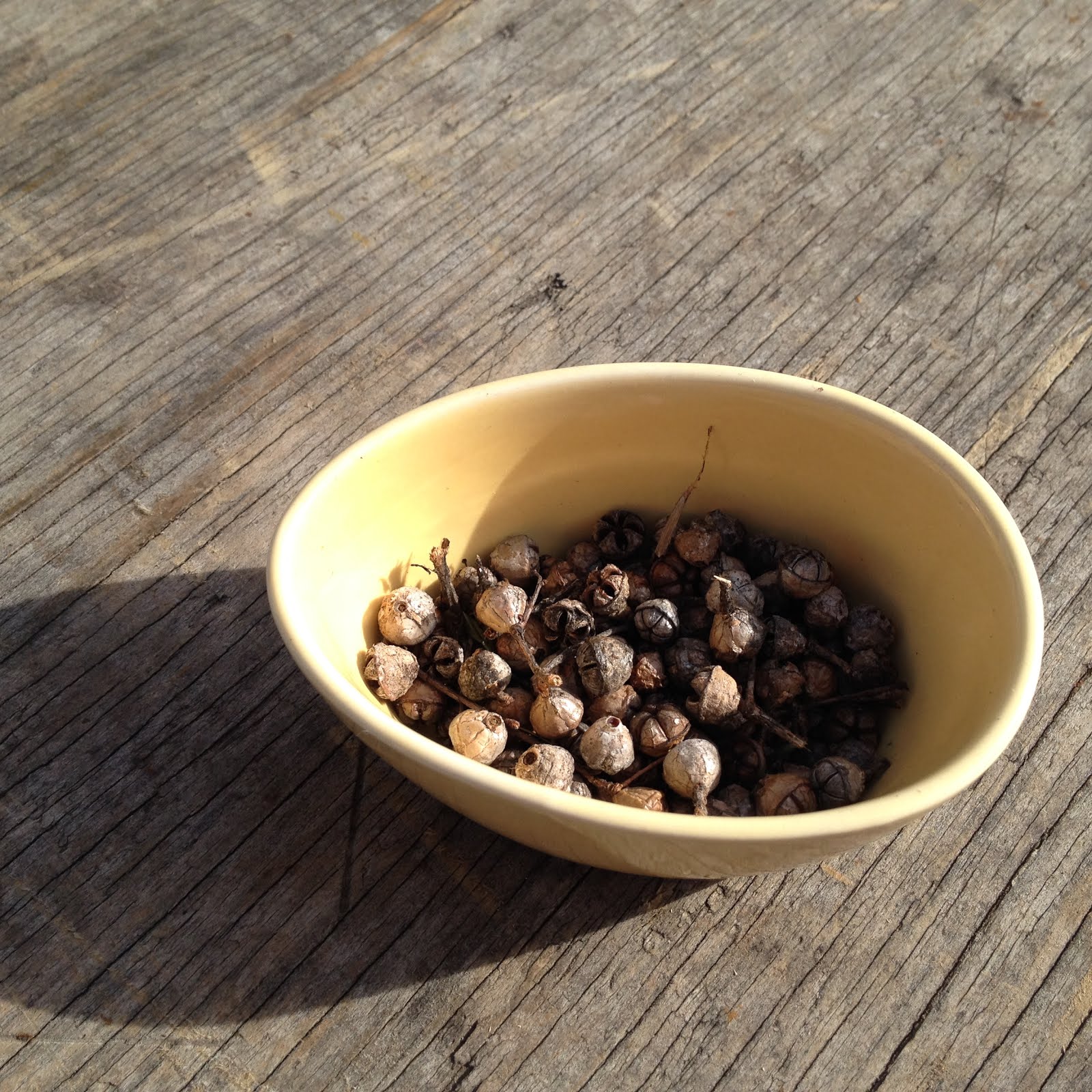 Beekeepers Blog: Collecting Manuka Seeds