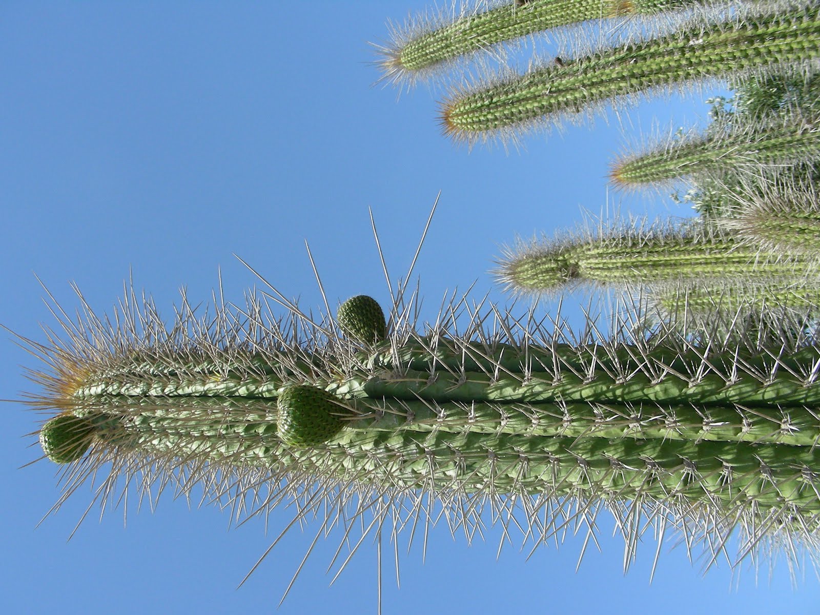 Cocinarte Chile: 2012-02-19