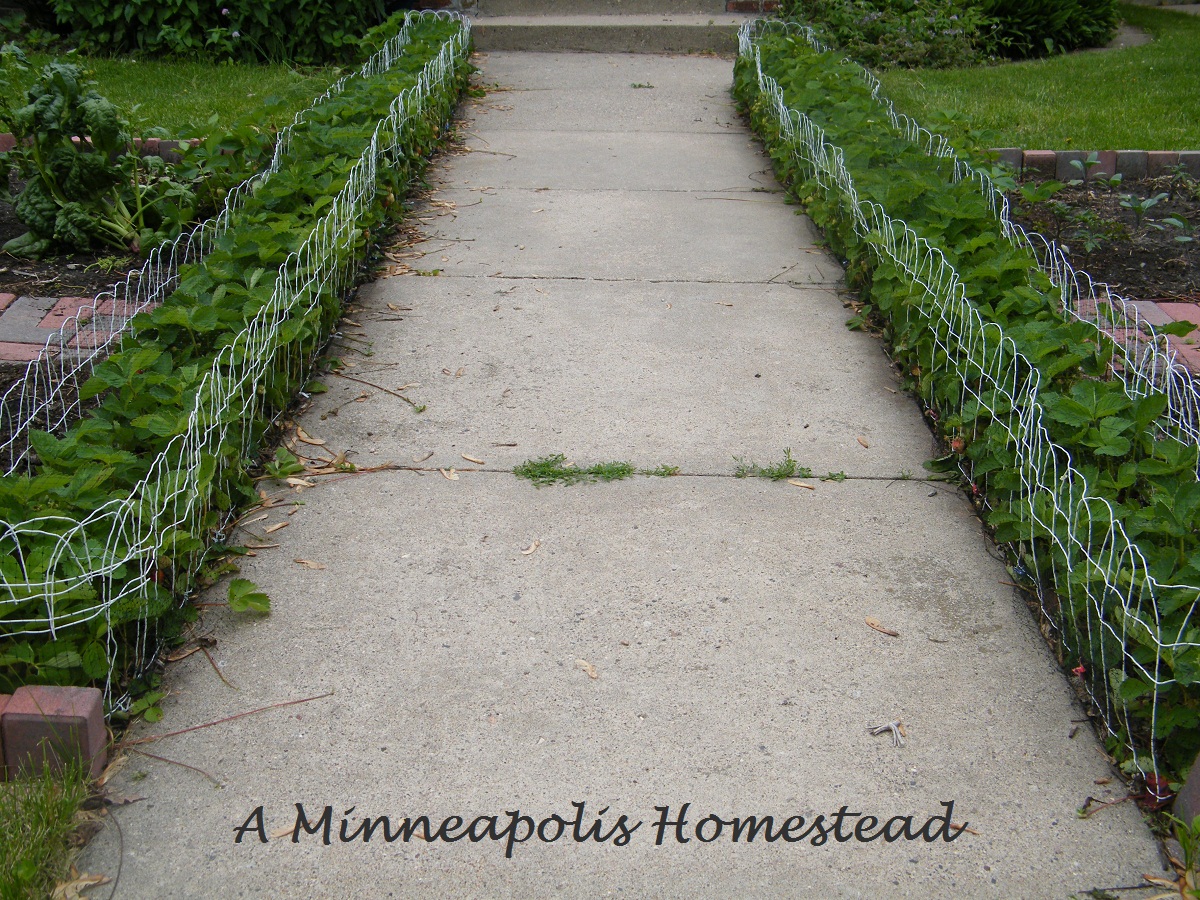 Our Plan to Protect Our Strawberries From Critters That Still Looks ...