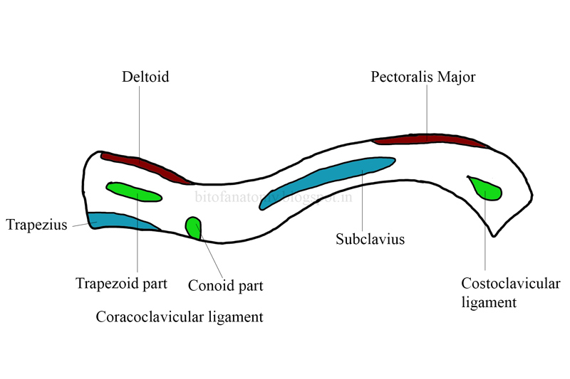 Bit of Anatomy: Osteology of clavicle