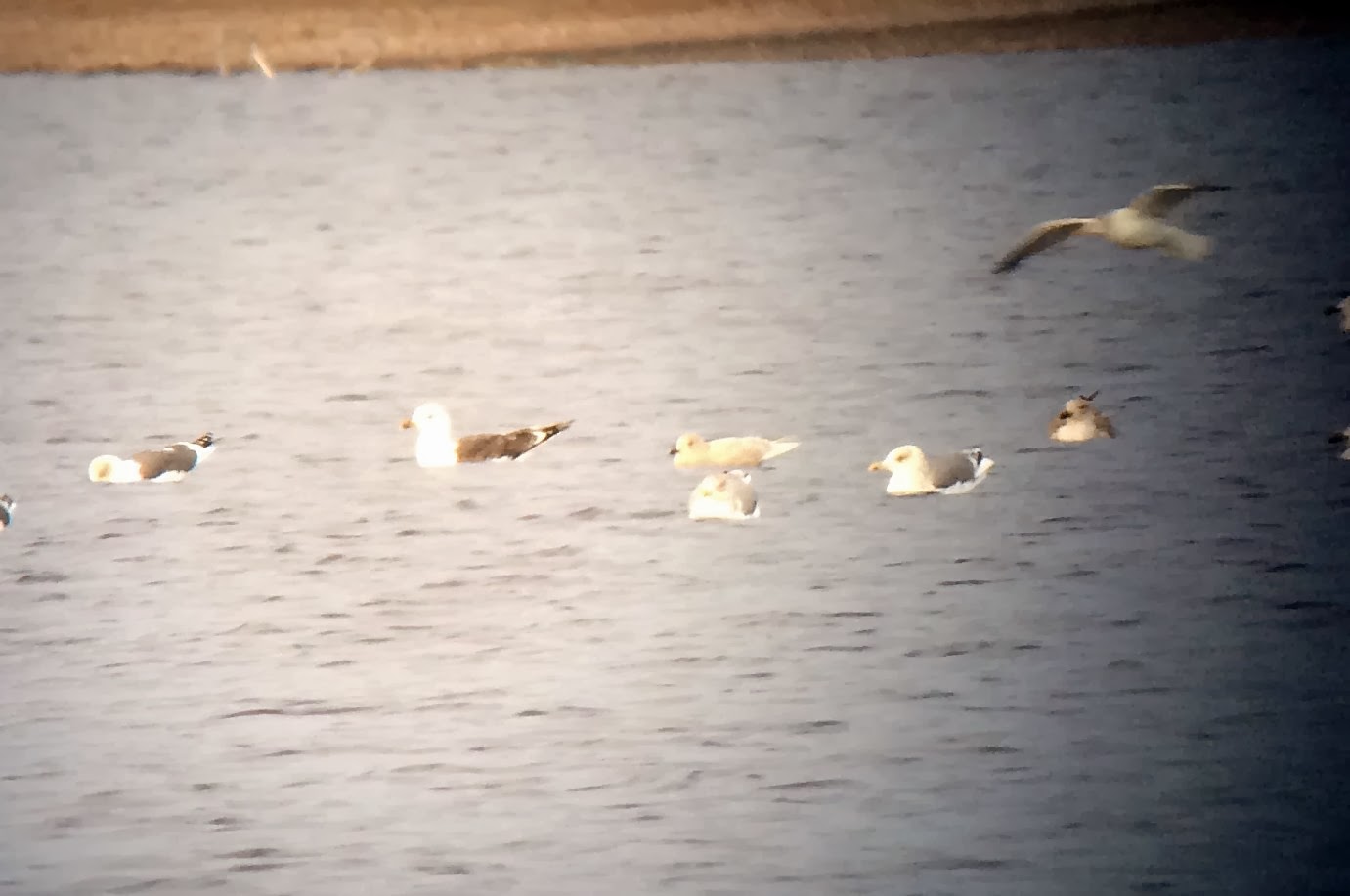 Unseen Birding: Chasewater Gull Roost