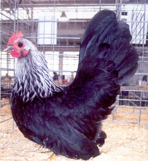 Japanese Hens