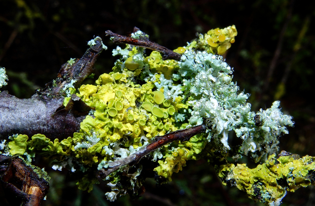 Jozef van der Heijden - Natuurfotografie: Korstmossen op muurtjes in ...